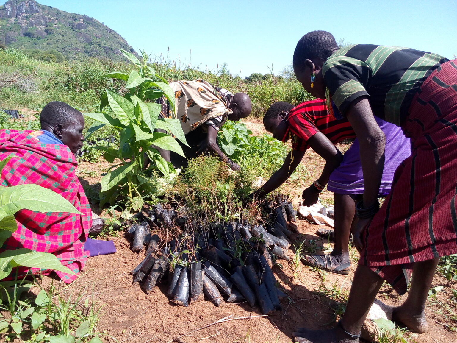 Indigenous peoples, indigenous knowledge, and sustainable development ...