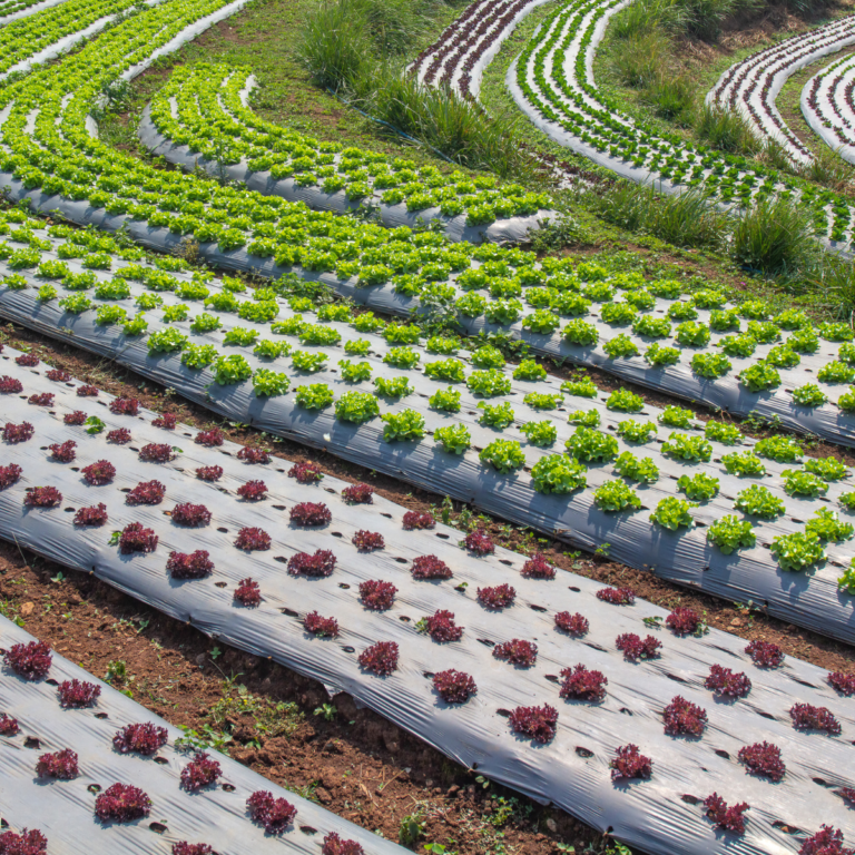 World Food Day: How Secure are Global Food Systems? - IIRR