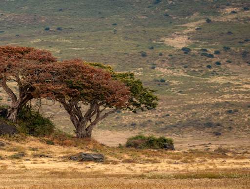 Eastern Africa Field Schools benefit from IIRR technical assistance in ...